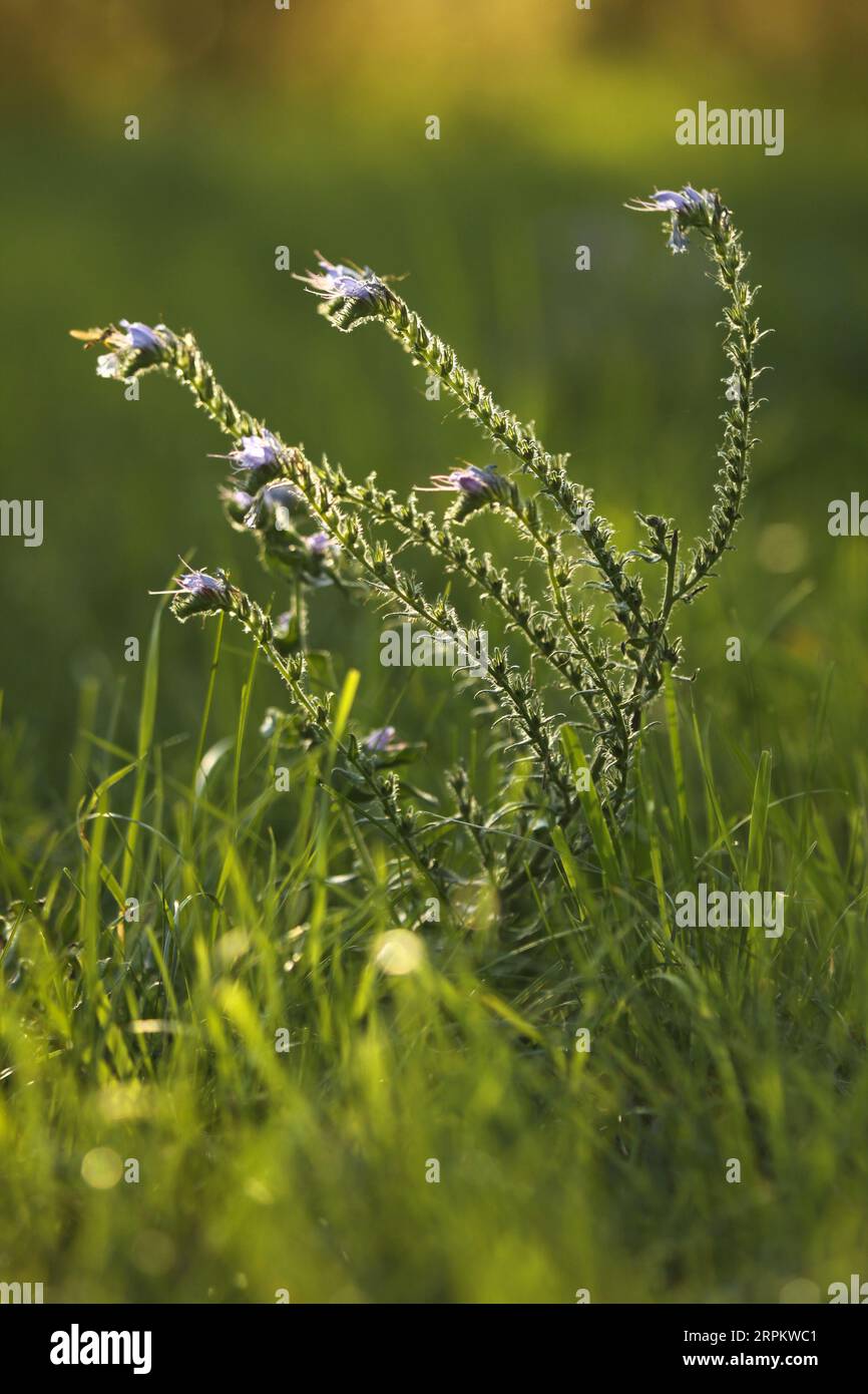 Viper's Bugloss (echium vulgare) during the golden hour Stock Photo - Alamy