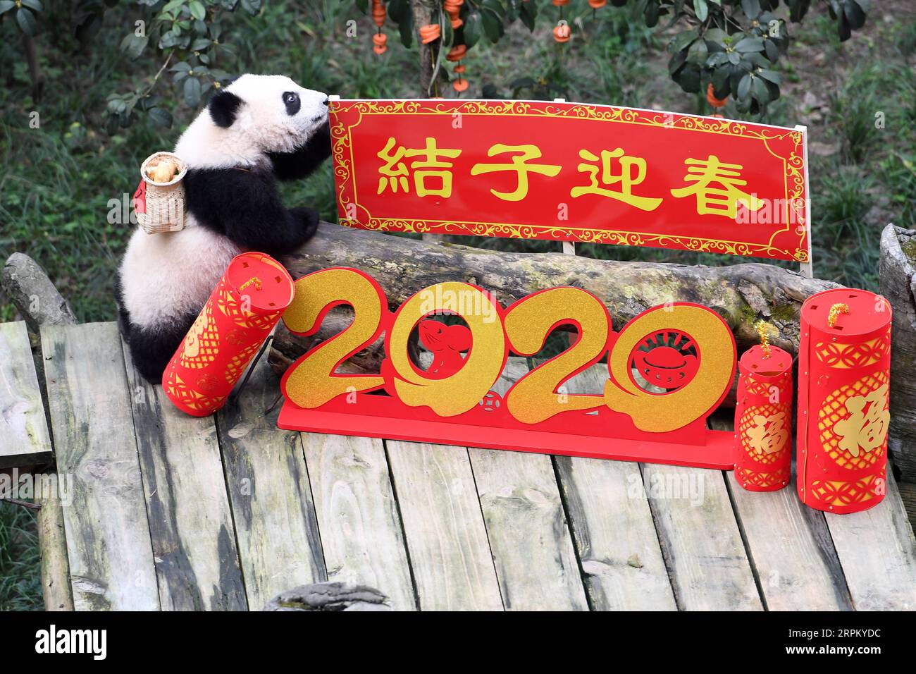 200121 -- CHONGQING, Jan. 21, 2020 -- A panda cub plays at the ...