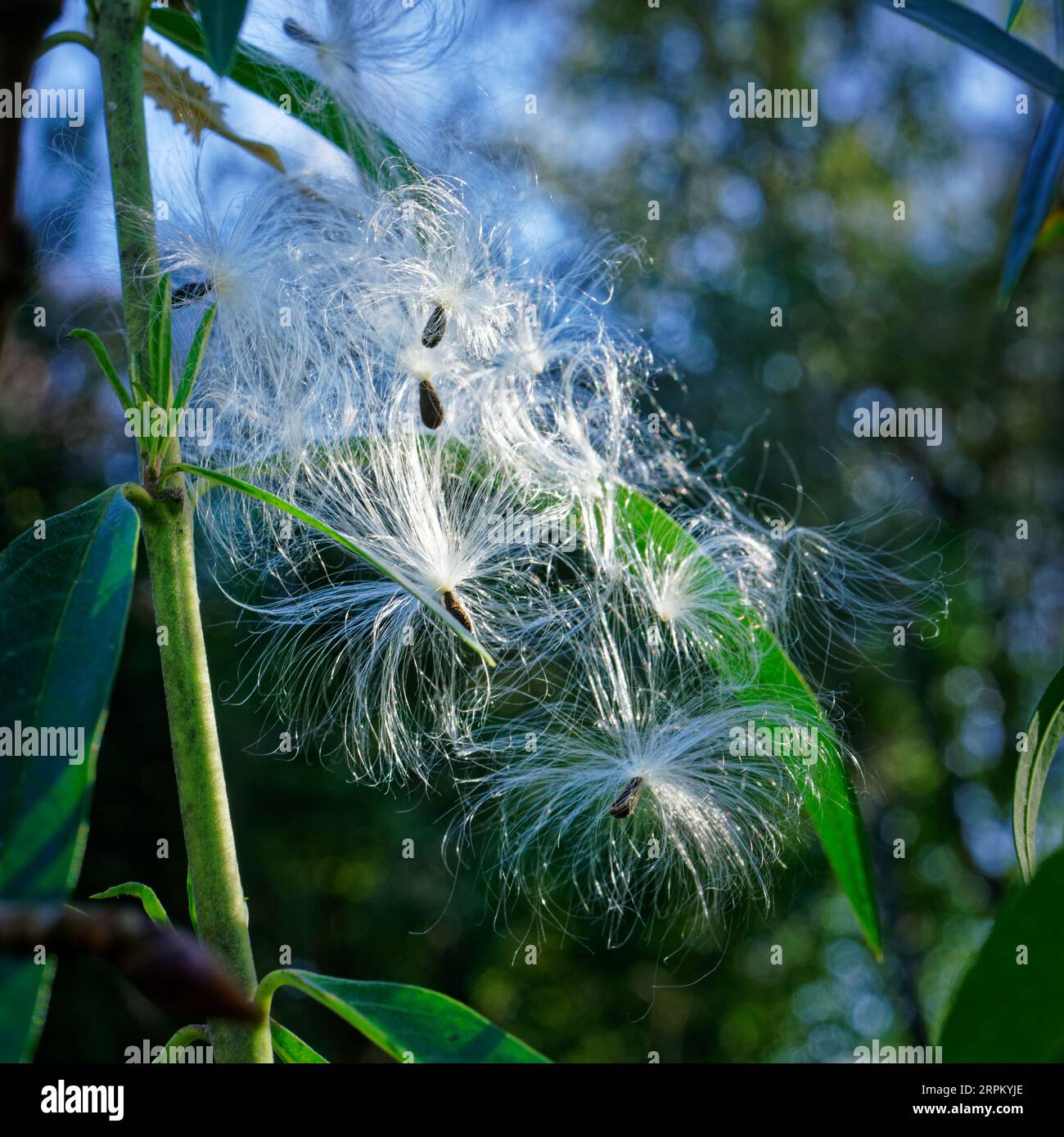 Swan plant flower seeds being dispersed by the breeze and backlit on a ...