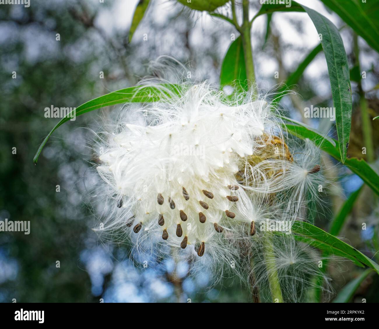 Swan plant flower seeds being dispersed by the breeze and backlit on a ...