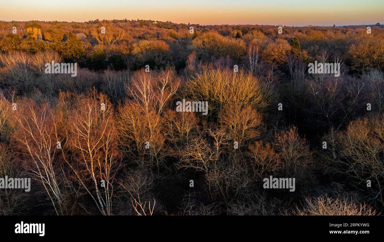 An aerial view of tree canopies at golden hour Stock Photo - Alamy