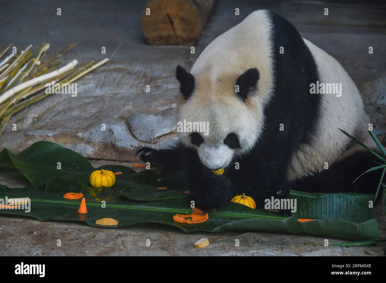200123 -- HAIKOU, Jan. 23, 2020 -- Giant panda Gong Gong eats dumpling ...