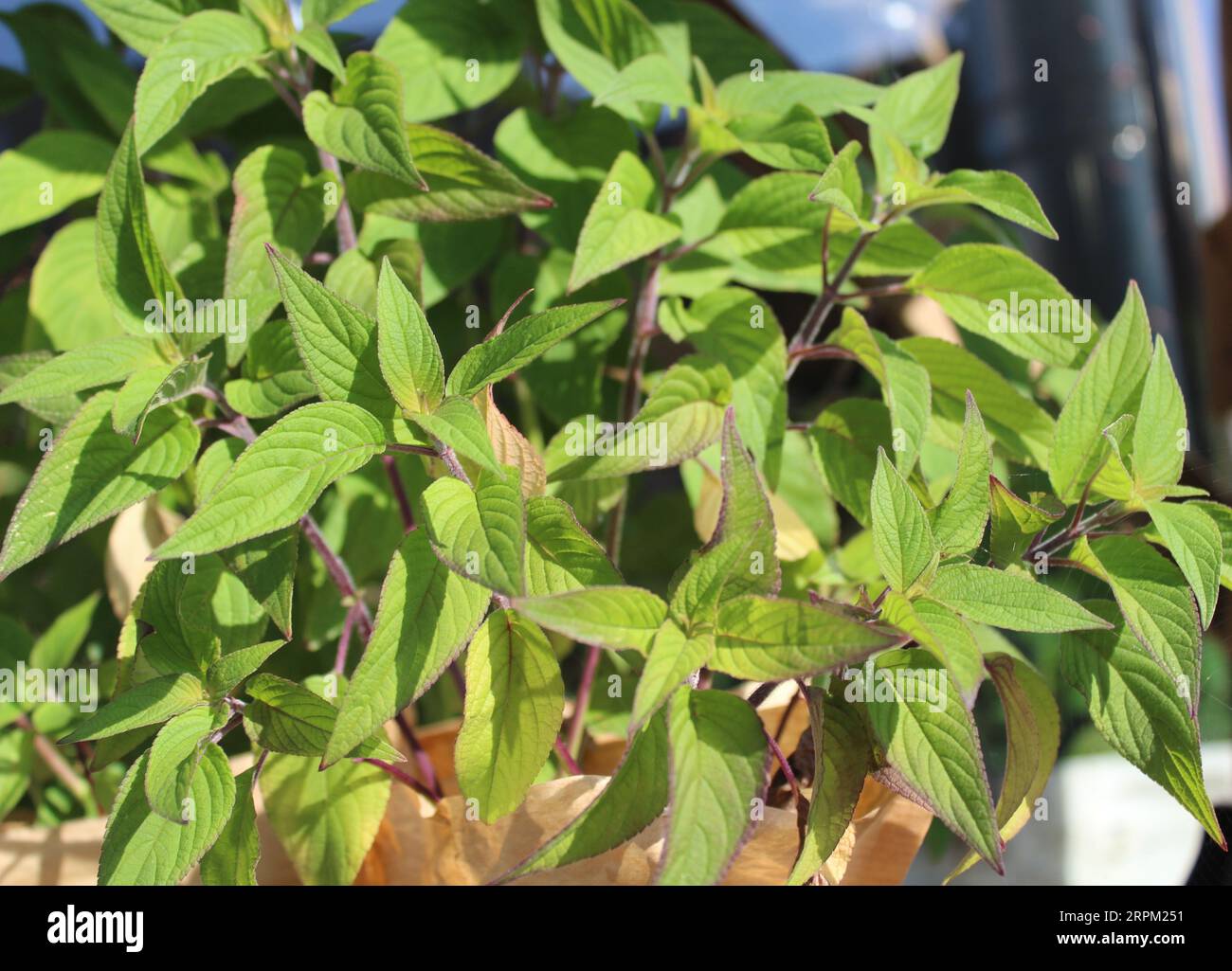 fruit sage in the garden Stock Photo - Alamy