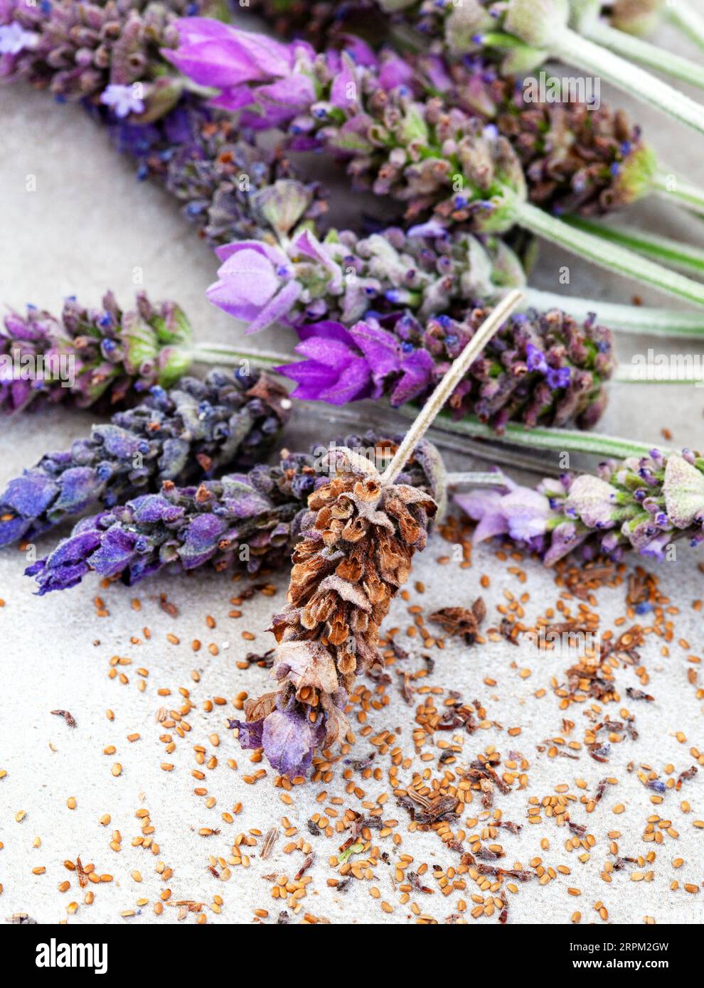 Lavender seedling hi-res stock photography and images - Alamy