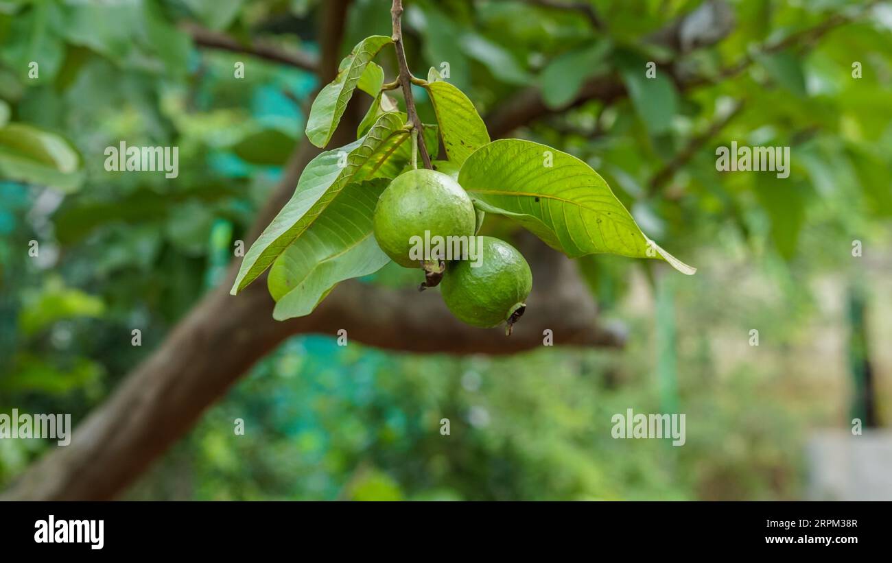 Hanging guava hi-res stock photography and images - Alamy
