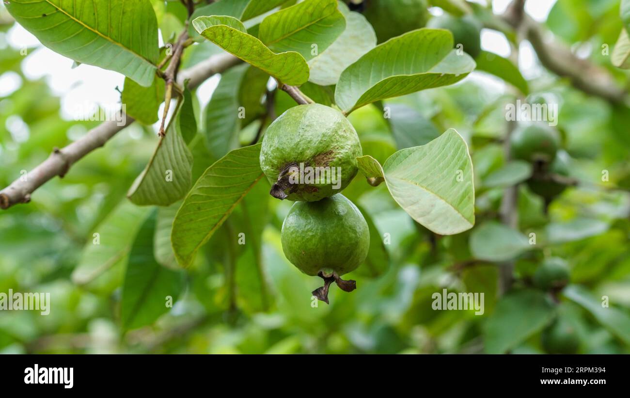 Hanging guava hi-res stock photography and images - Alamy
