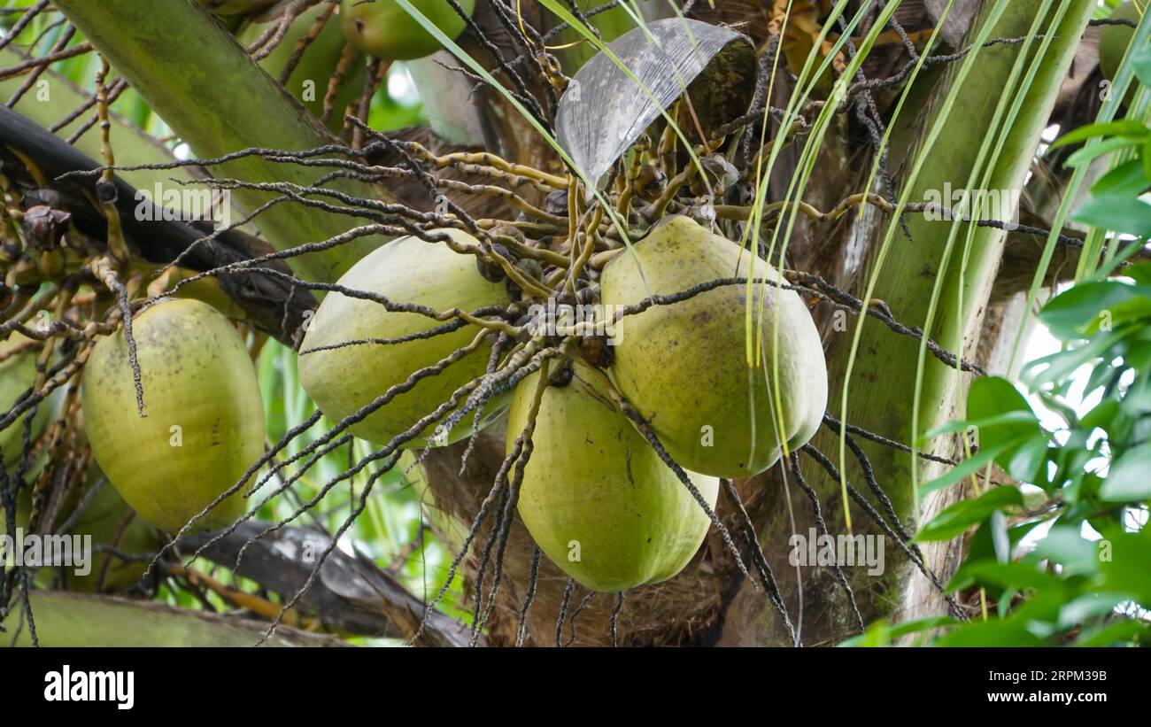 Coconuts tree farming hi-res stock photography and images - Alamy