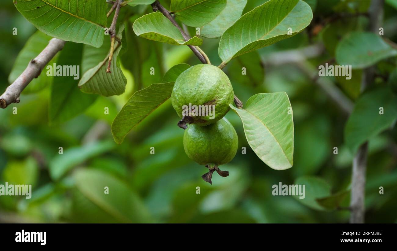 Green guava fruits hanging hi-res stock photography and images - Alamy