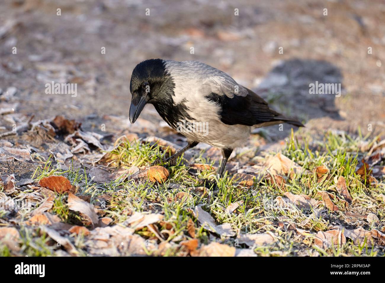 A gray crow in the winter park with a nut in its beak Stock Photo - Alamy
