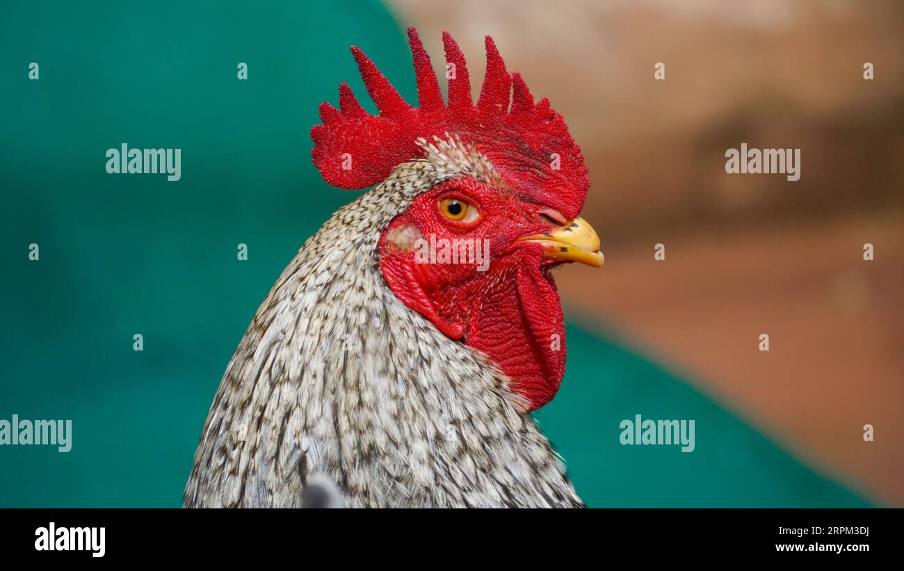 Indian rooster morning crowing Stock Photo - Alamy