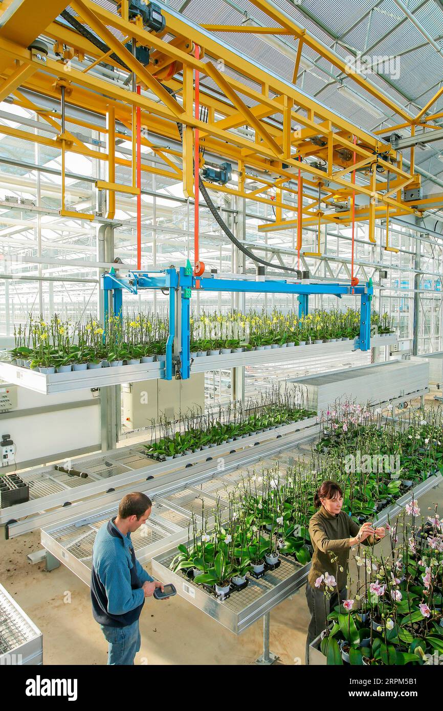 Netherlands, Bergerden Modern greenhouse where orchids are grown with a ...