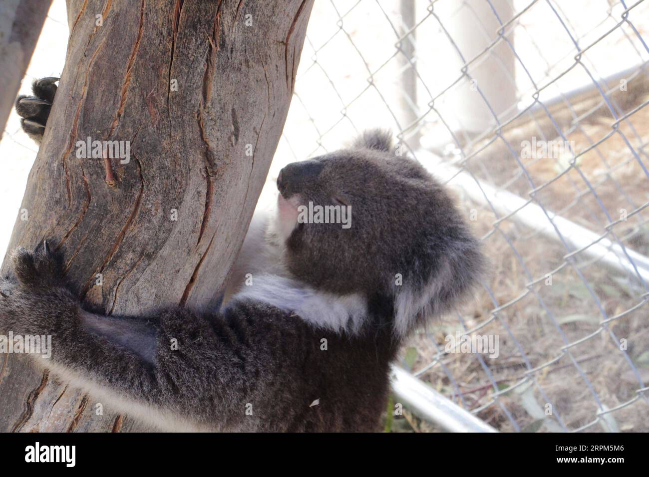 Injured koala hi-res stock photography and images - Alamy