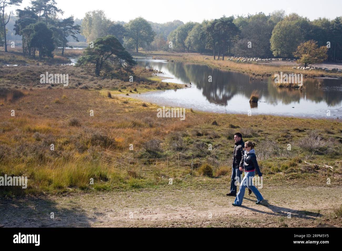 Netherlands, two people walk in heather landscape called Hatertse ...