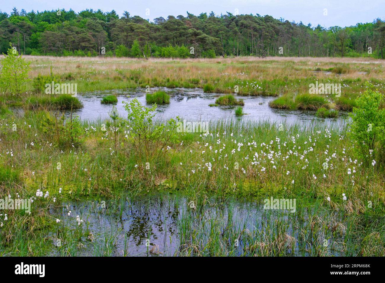 Dwingelderveld hi-res stock photography and images - Alamy