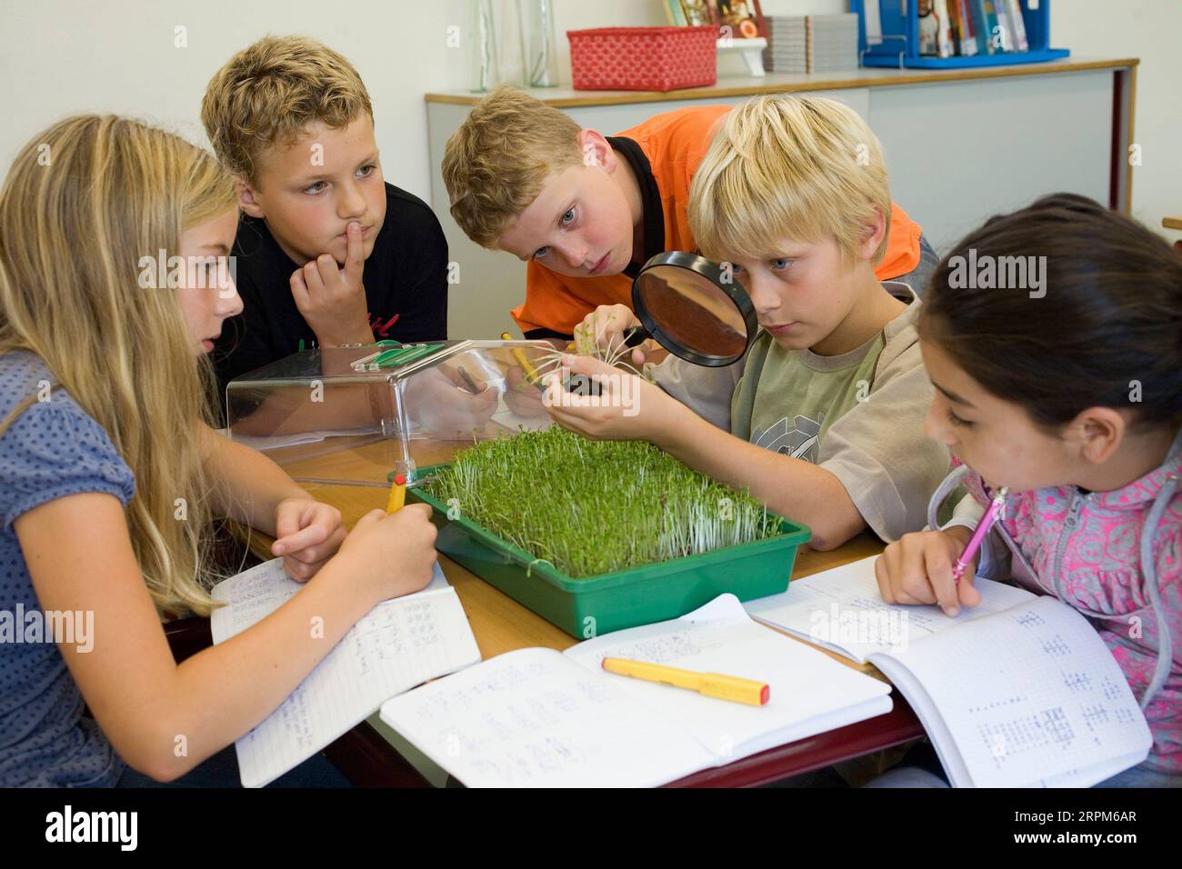 Netherlands; nature education, children in class examine cress in seed ...