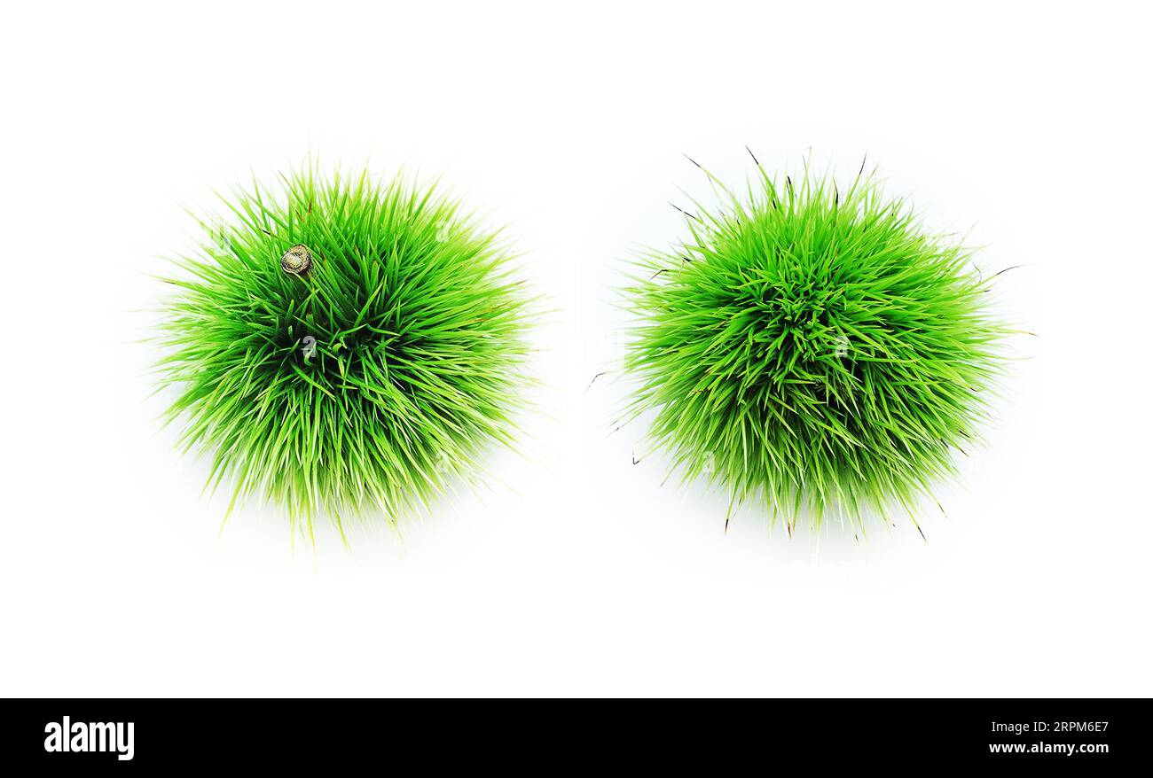 unripe shell of the chestnut fruits, isolated photo set Stock Photo - Alamy