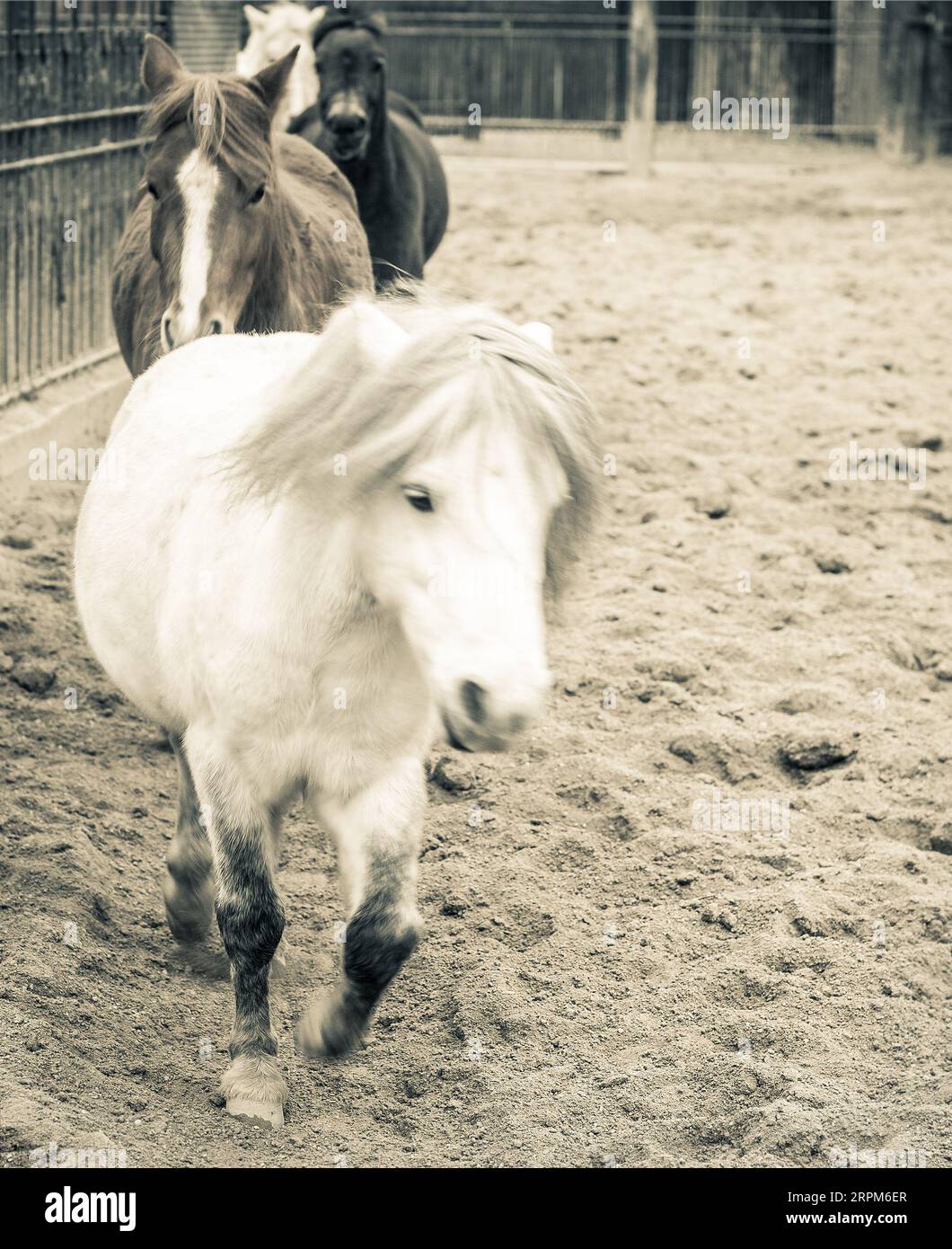 pony little horses walking in line at ranch Stock Photo - Alamy