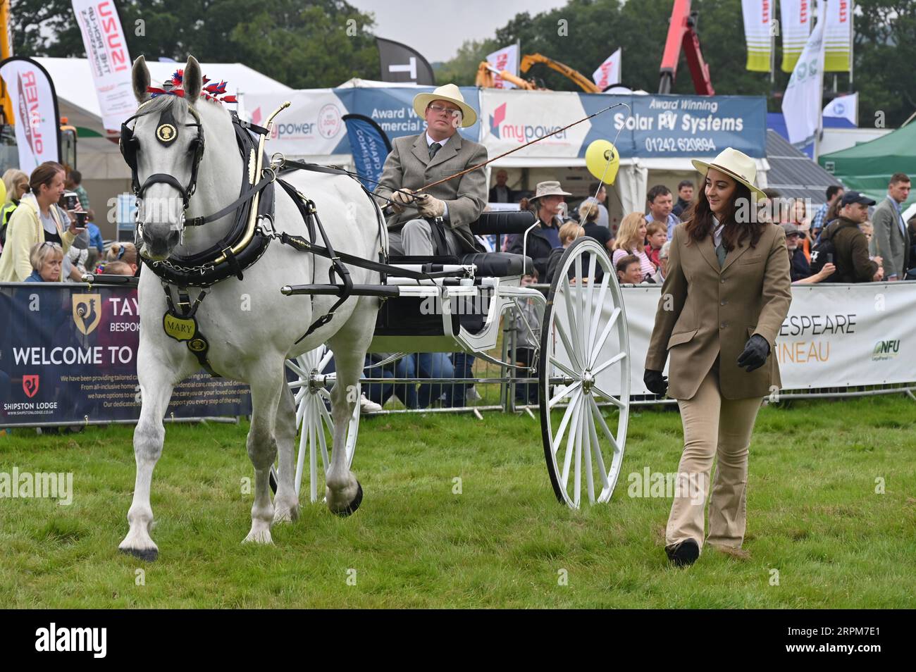 British Percheron pulling a Ladies Cart or Stallion cart at the Moreton ...