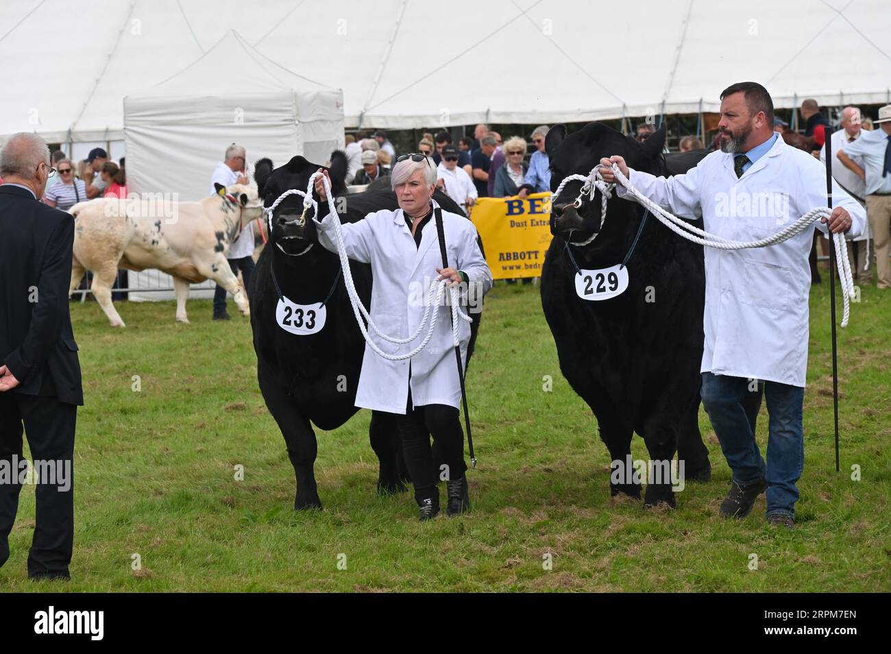 Aberdeen Angus bull and cow from Glympton Farms, pairs class, Moreton ...