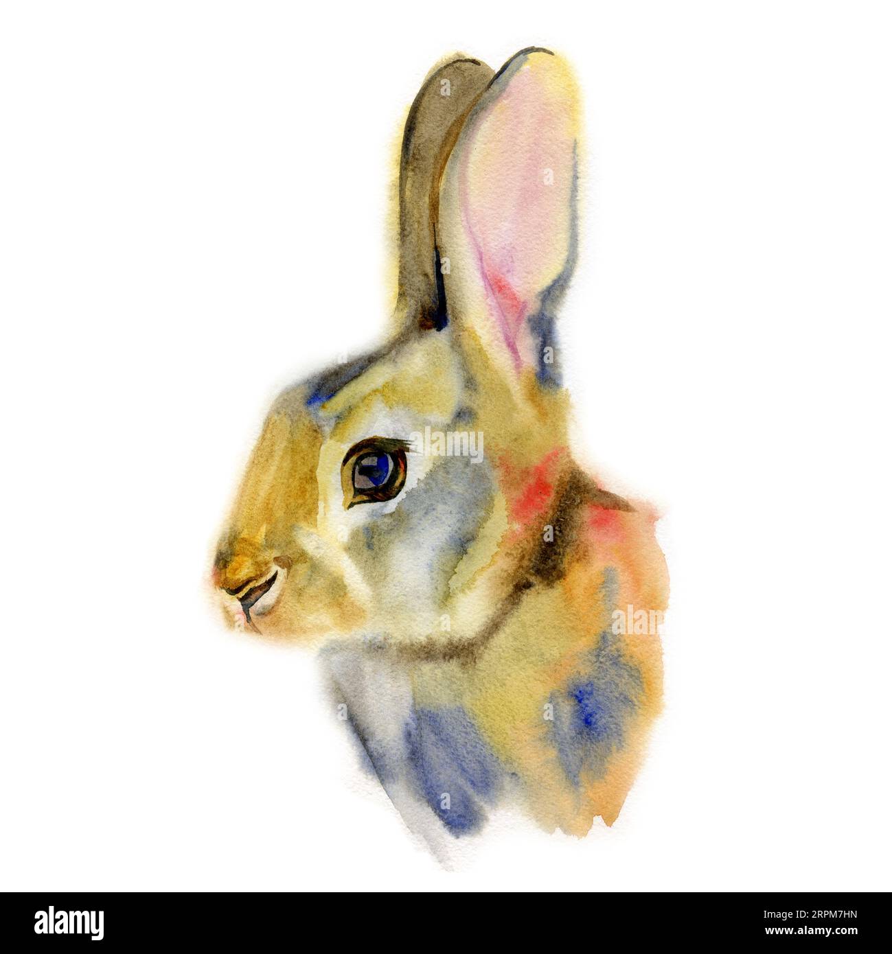 Isolated realistic watercolor rabbit on white background Stock Photo ...