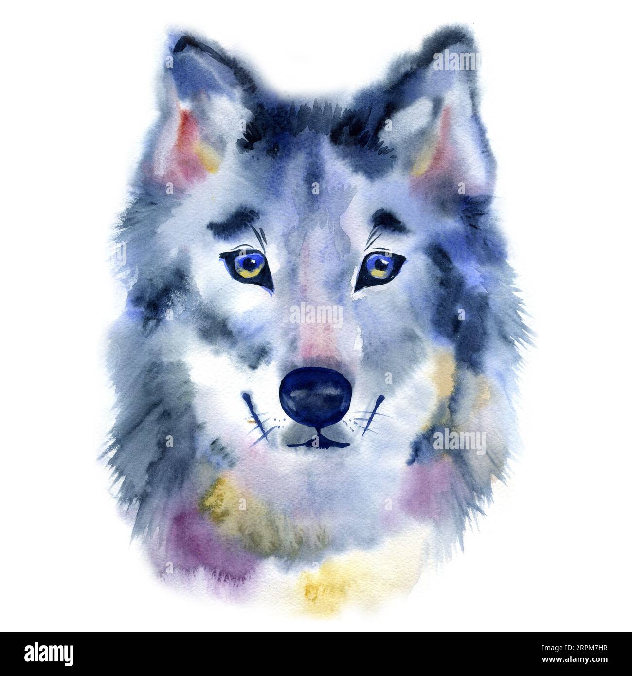 Watercolor wolf head. Front view. Hand painted illustration Stock Photo ...