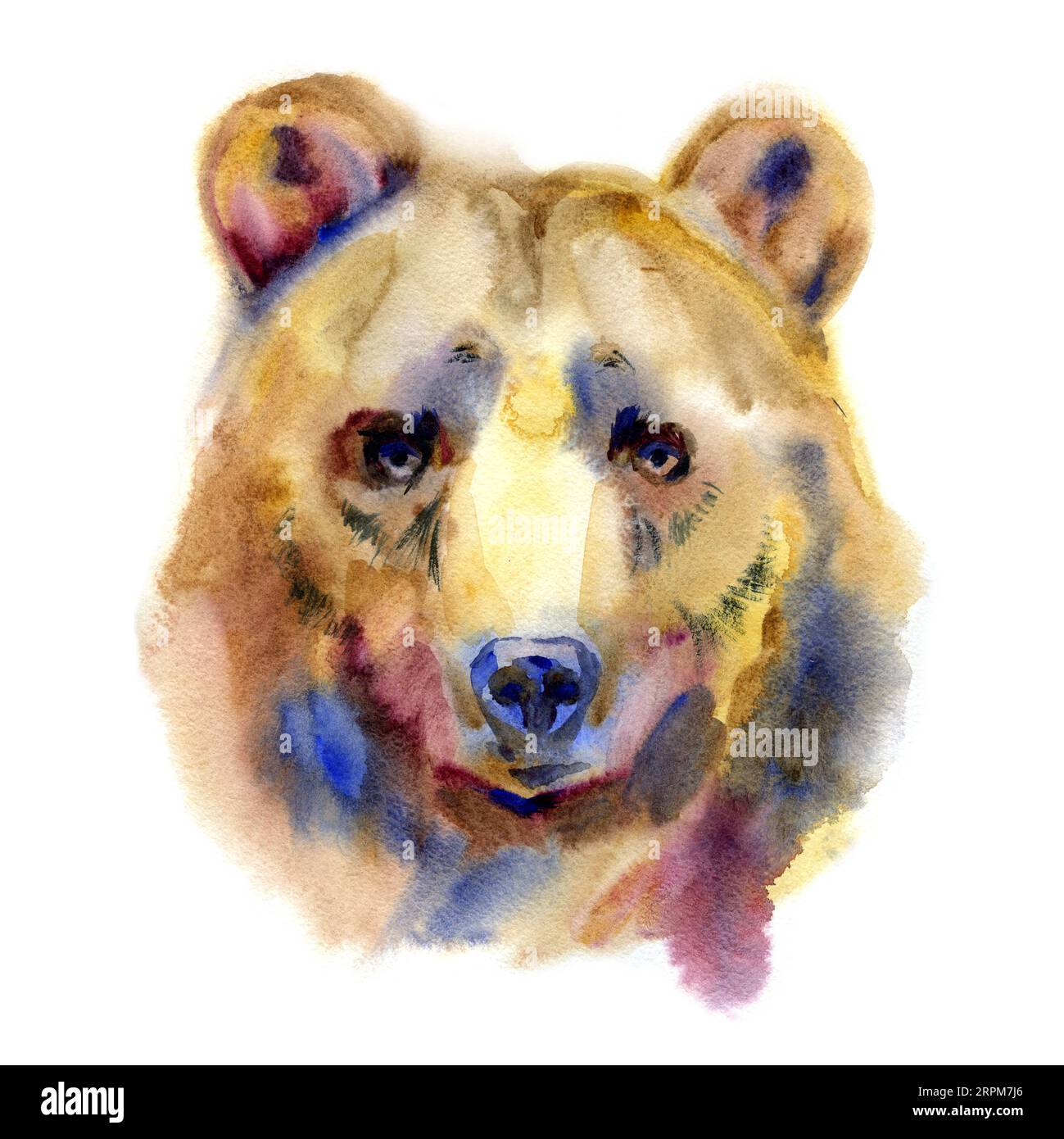 Grizzly bear head front watercolor painting illustration Stock Photo ...