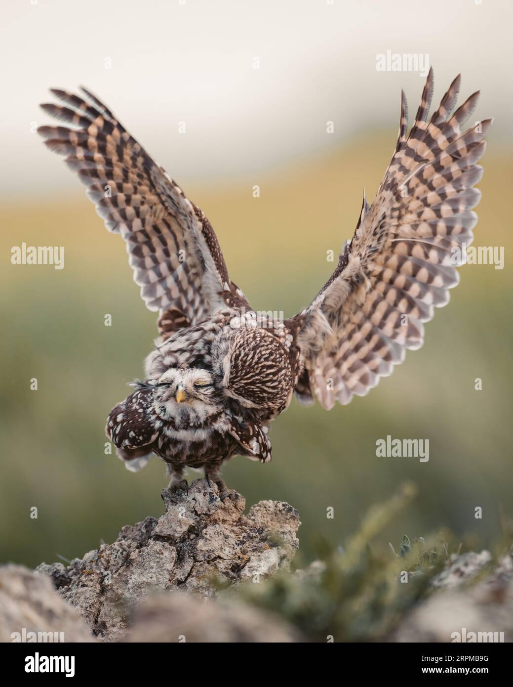 The two adorable little owls showing affection for one another in a tender moment Stock Photo ...