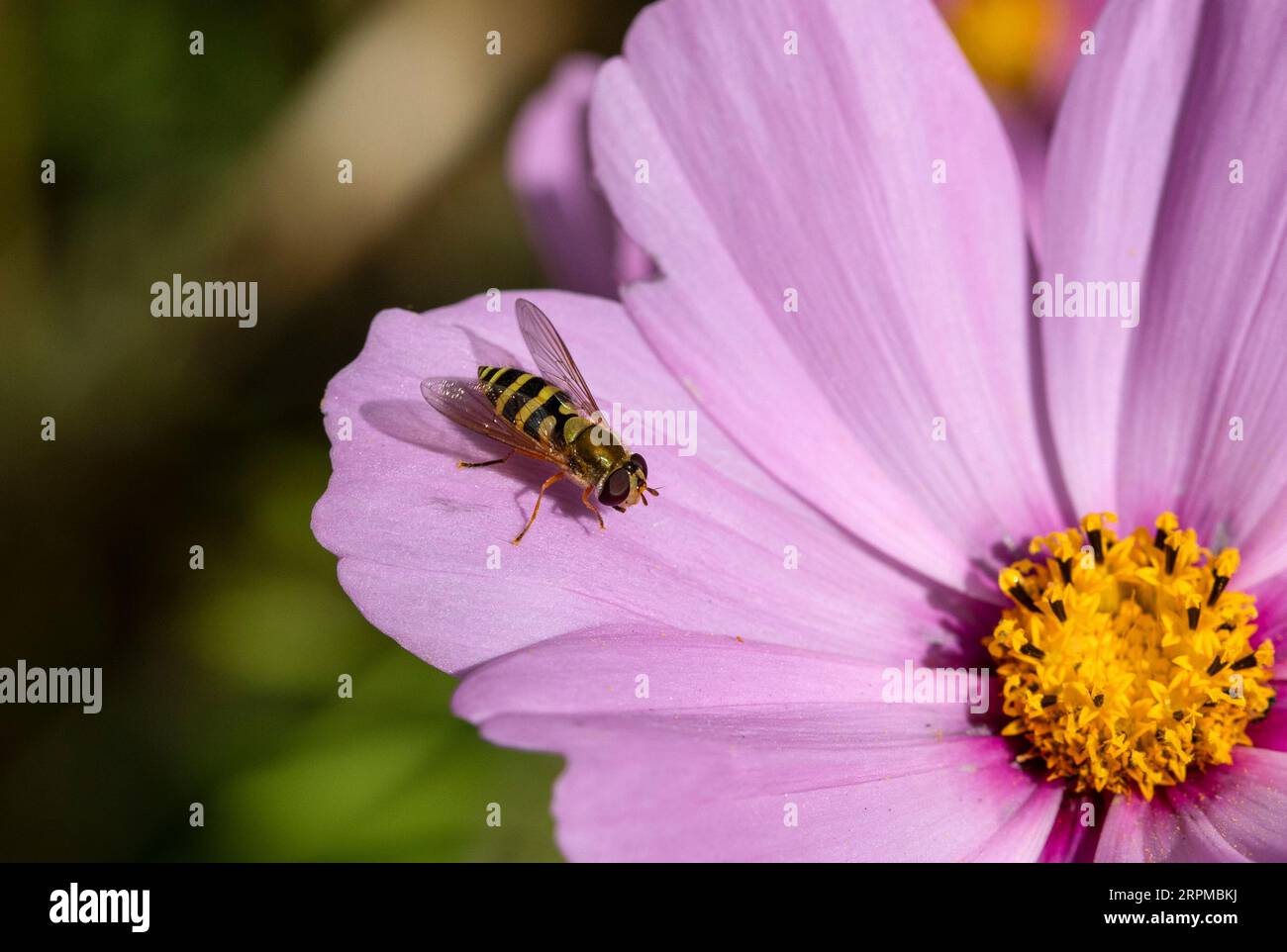 Syrphus ribesii flower hi-res stock photography and images - Alamy
