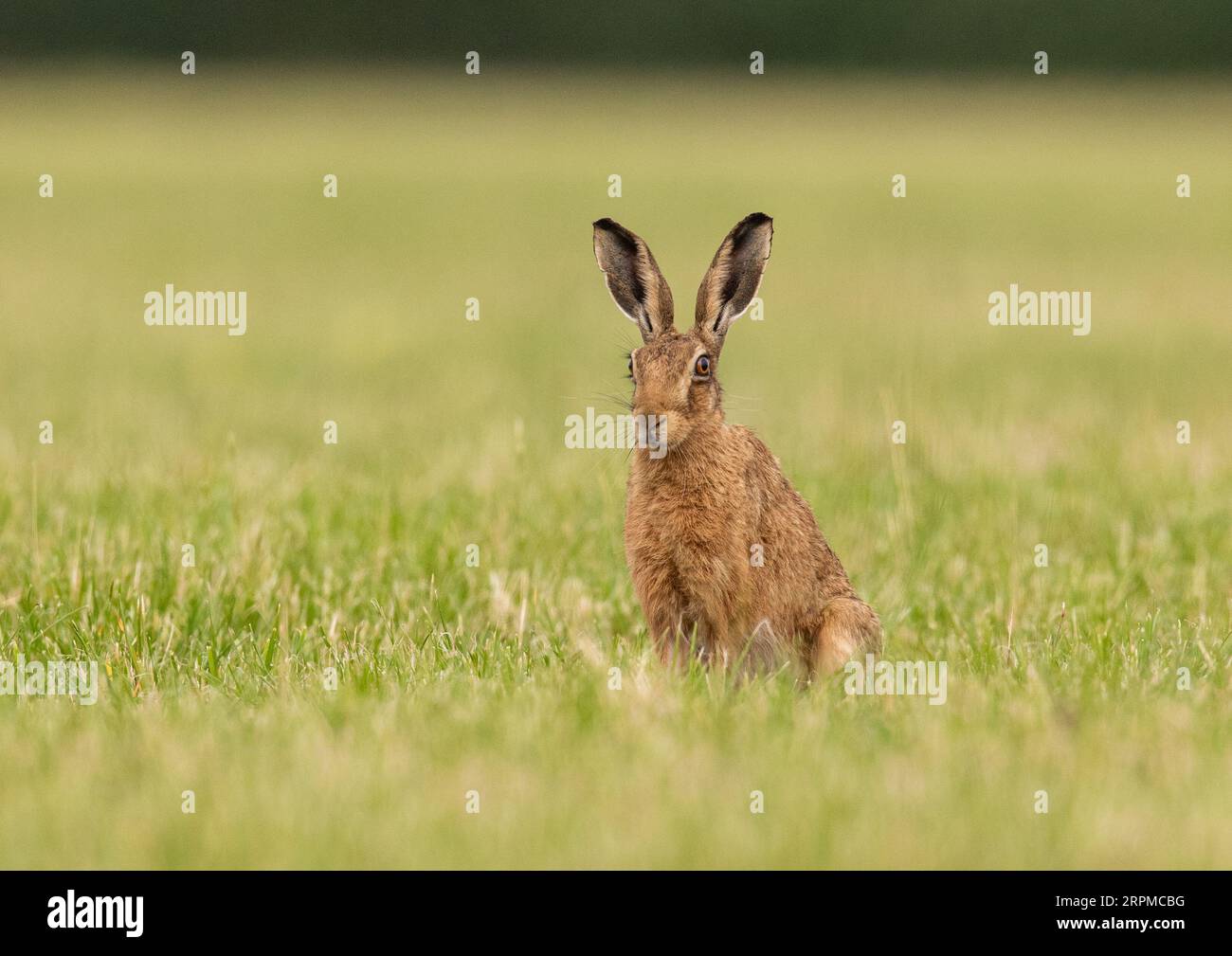 A wild Brown Hare , sitting looking at the camera An intimate shot ...