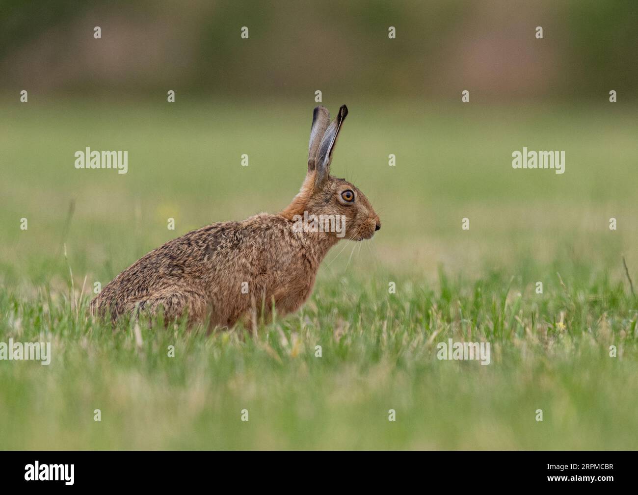 A big , healthy Brown Hare sitting sideways to the camera, showing ...