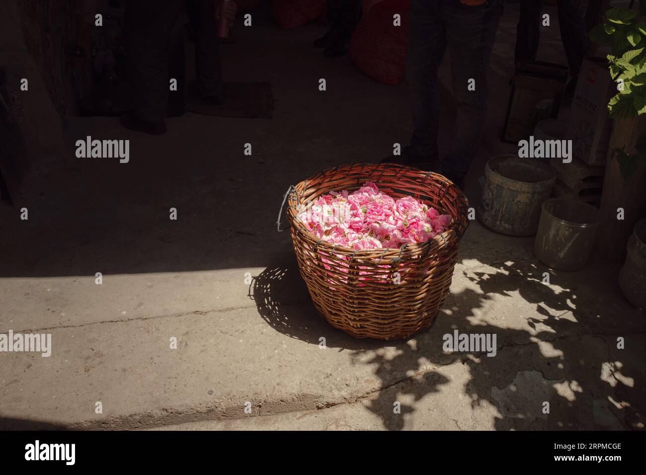 Isparta, Turkey - June 6, 2022: all stages of rose oil distillation ...