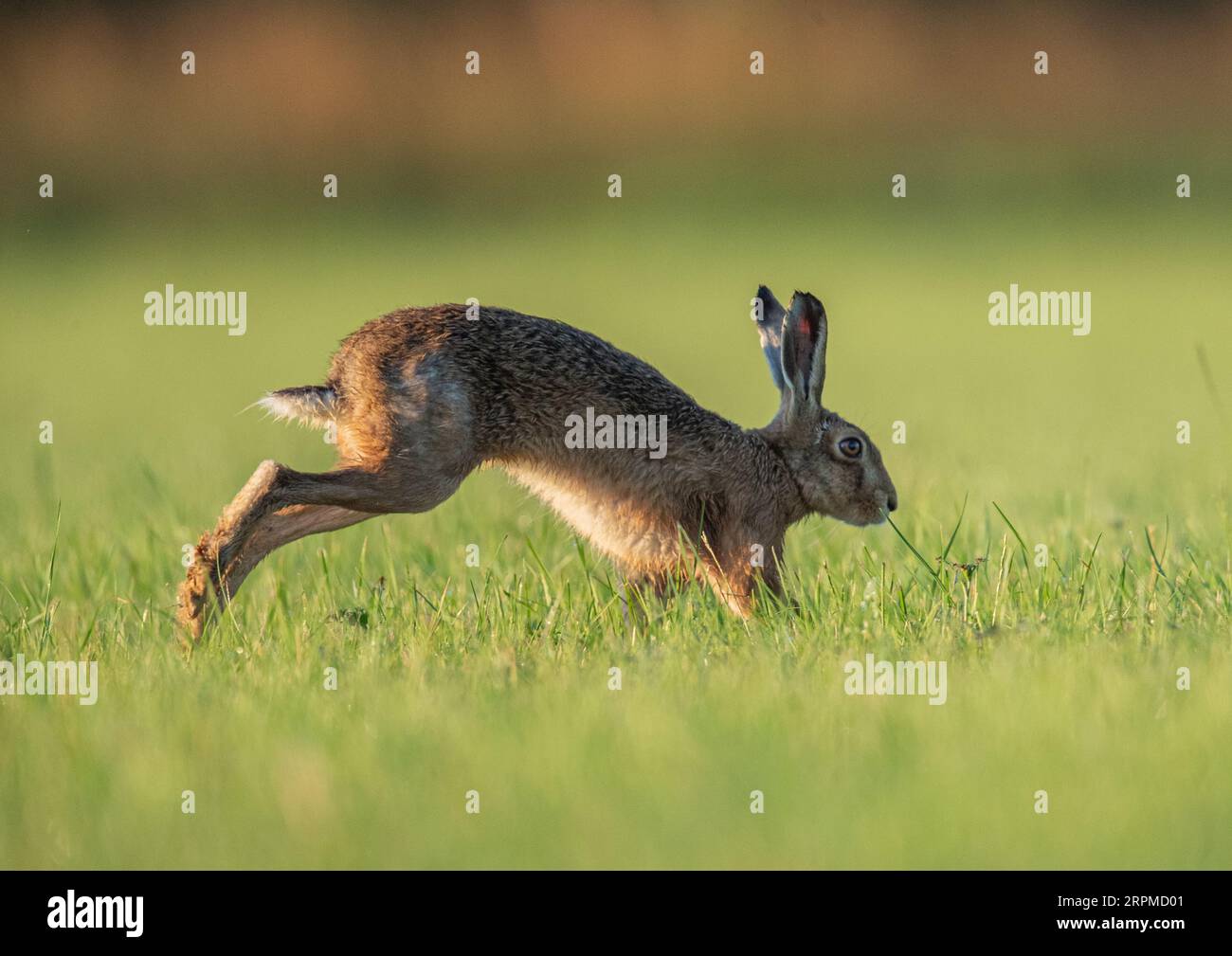 A Brown Hare ( Lepus europaeus) accelerating across the farmers crop ...