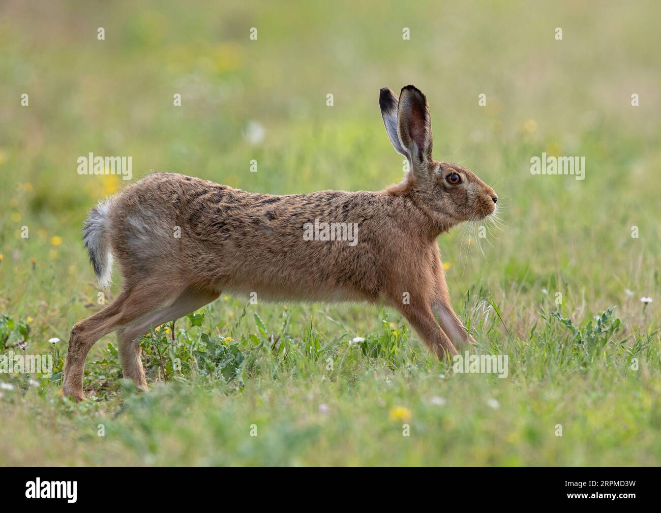 A wild Brown Hare, a shapeshifter , having a good old stretch in the ...