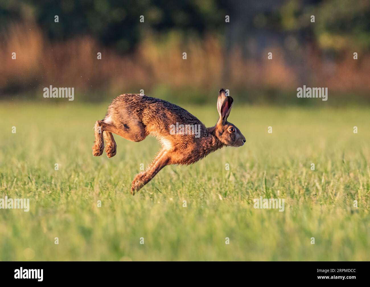Hare leaping hi-res stock photography and images - Alamy
