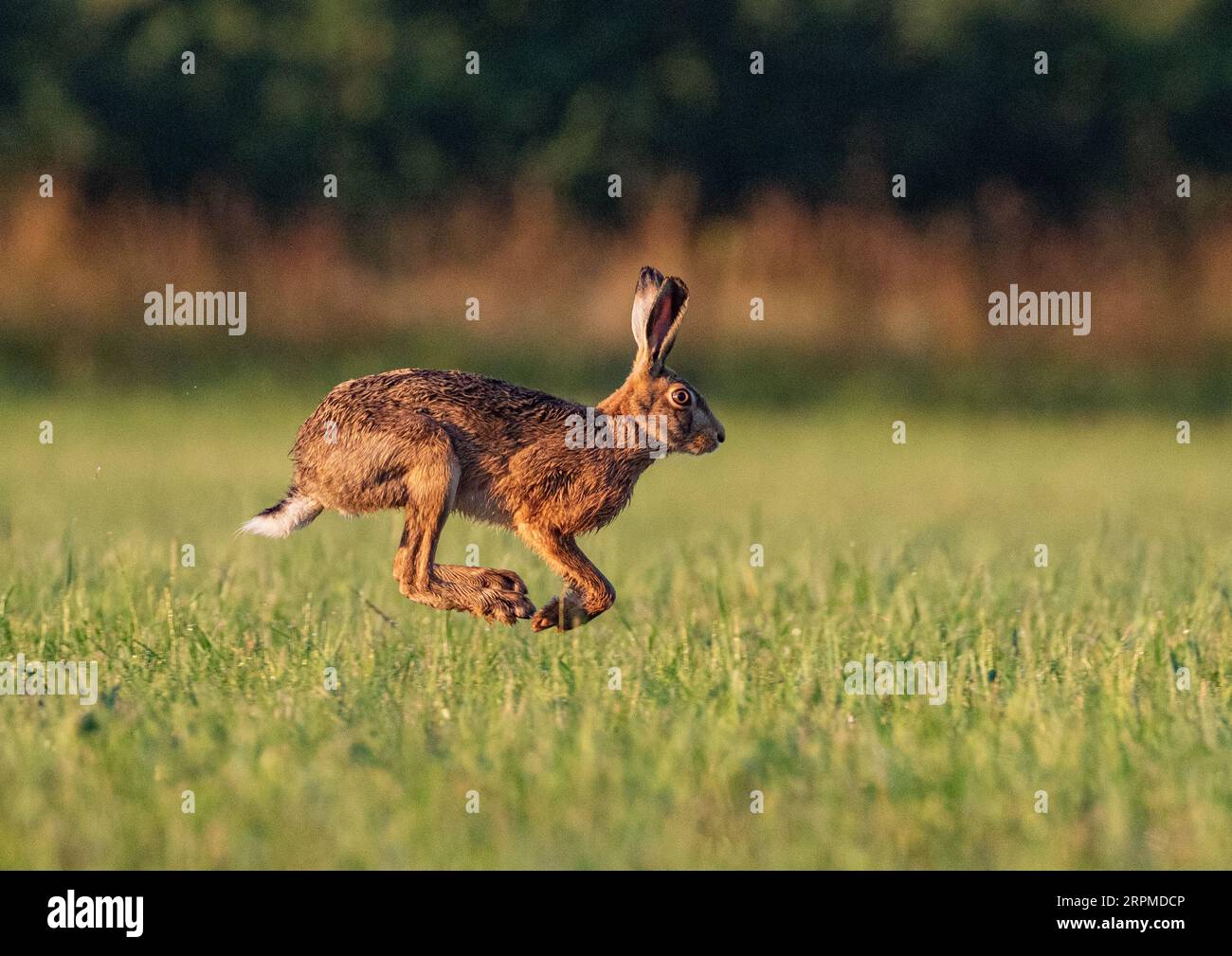 Hare leaping hi-res stock photography and images - Alamy