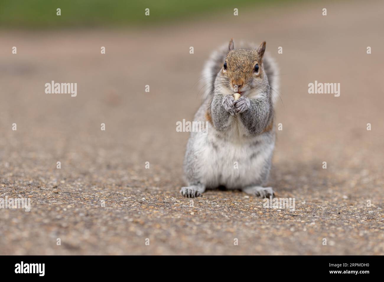 Grey squirrel standing up looking hi-res stock photography and images ...