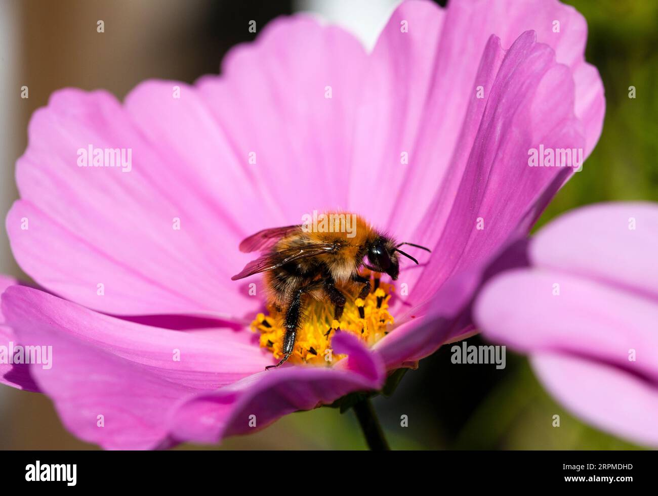 Common Carder bee on Cosmos flower Stock Photo - Alamy