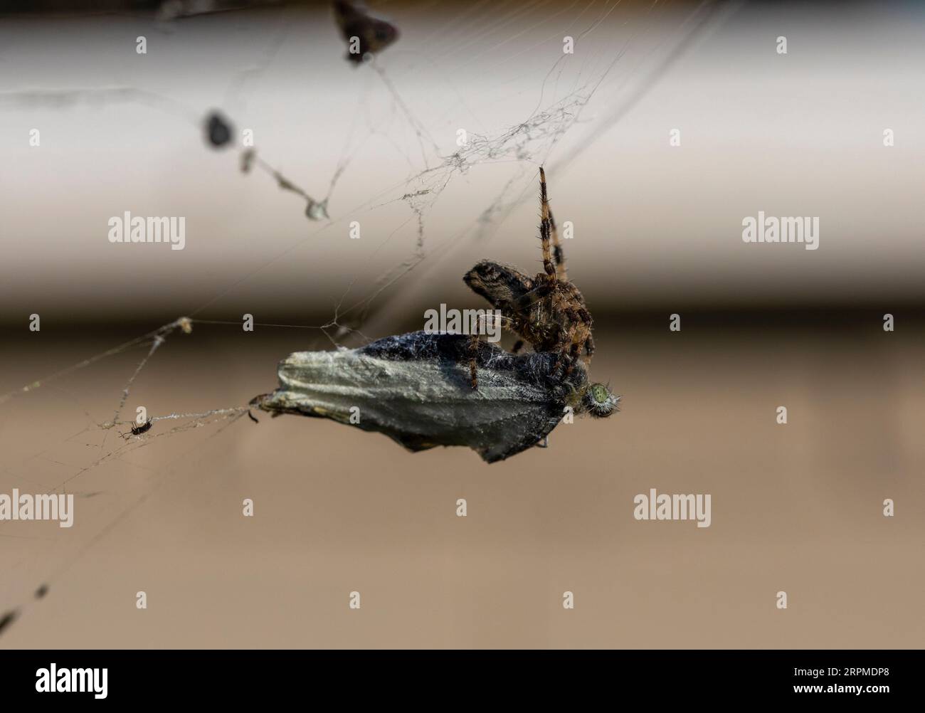 Spider with butterfly hi-res stock photography and images - Alamy