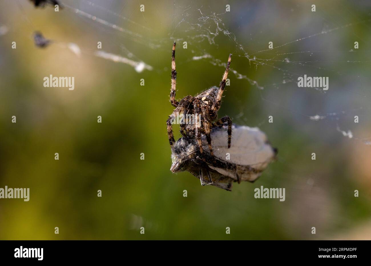 Spider with butterfly hi-res stock photography and images - Alamy