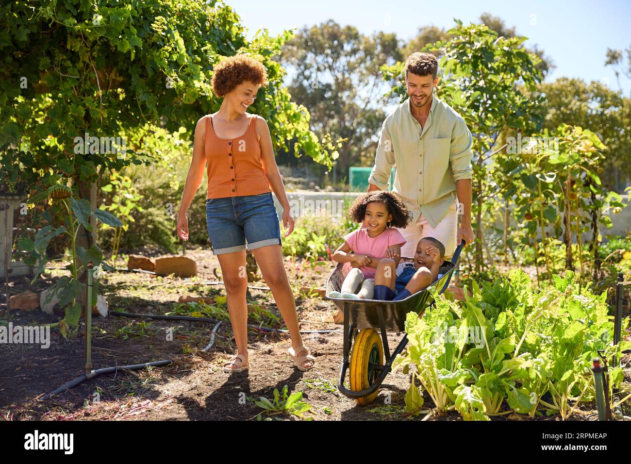 Family With Children Pushed In Barrow By Parents Working In Vegetable ...