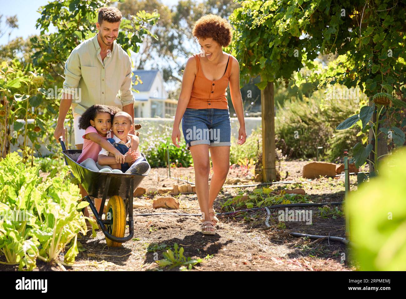 Family With Children Pushed In Barrow By Parents Working In Vegetable ...