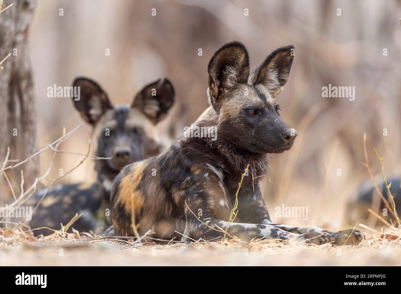 African wild dogs, Lycaon pictus, are seen in Zimbabwe's Mana Pools ...