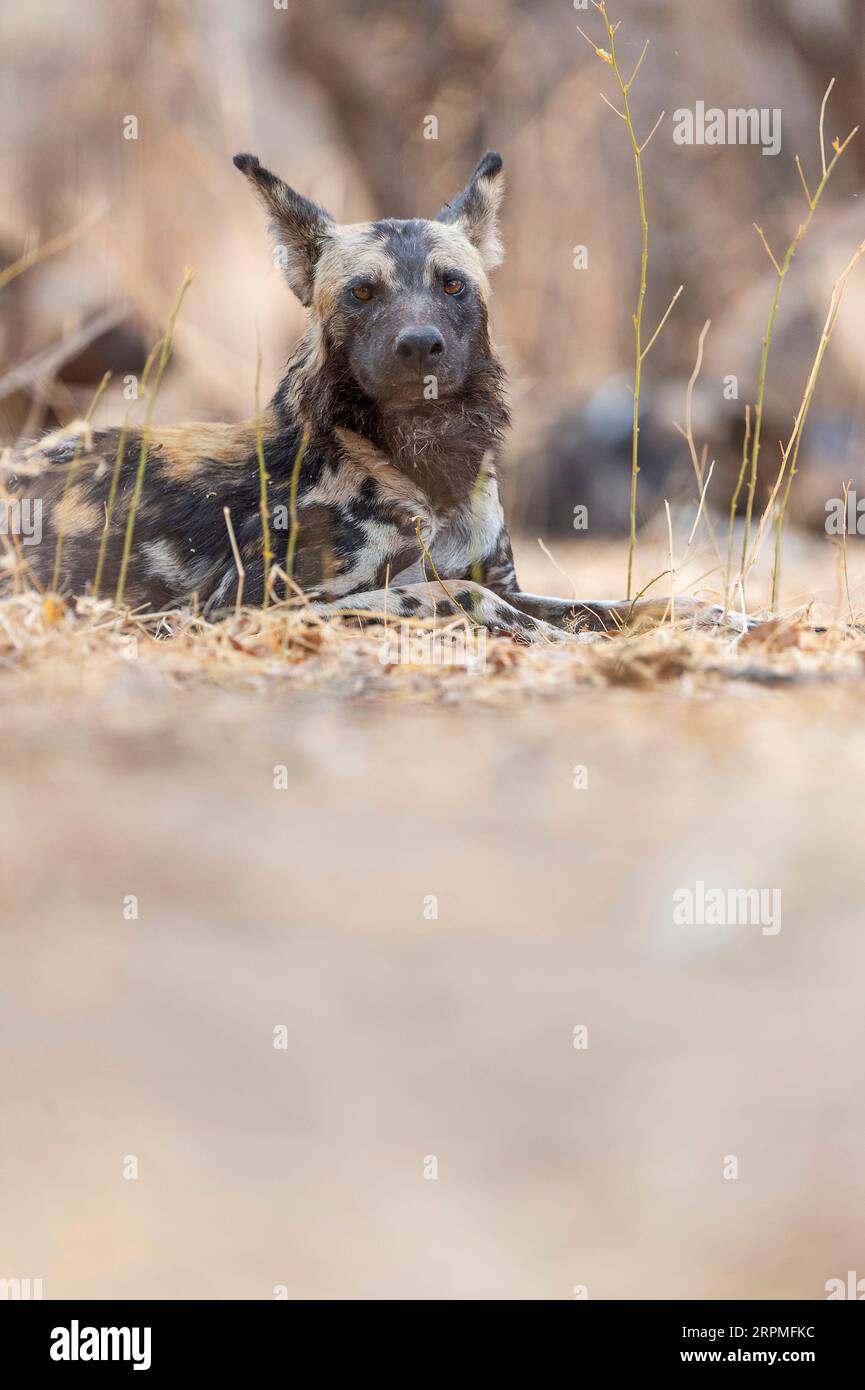 African wild dogs, Lycaon pictus, are seen in Zimbabwe's Mana Pools ...
