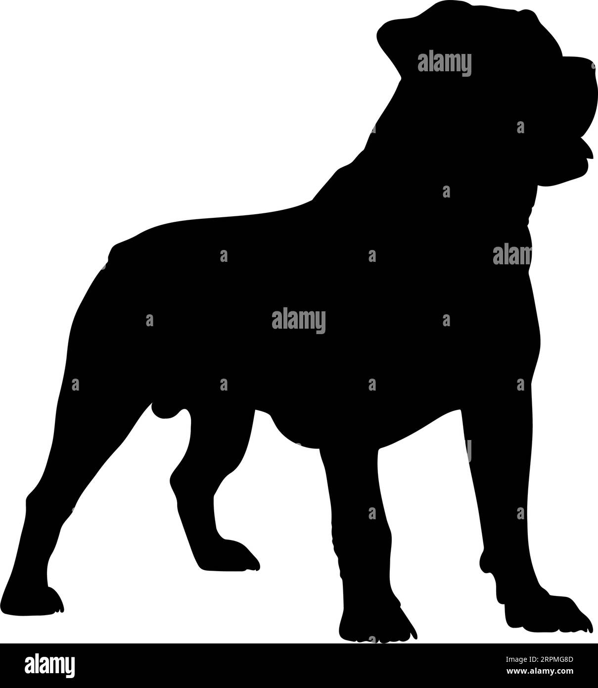 Rottweiler Black and White Stock Photos & Images - Alamy