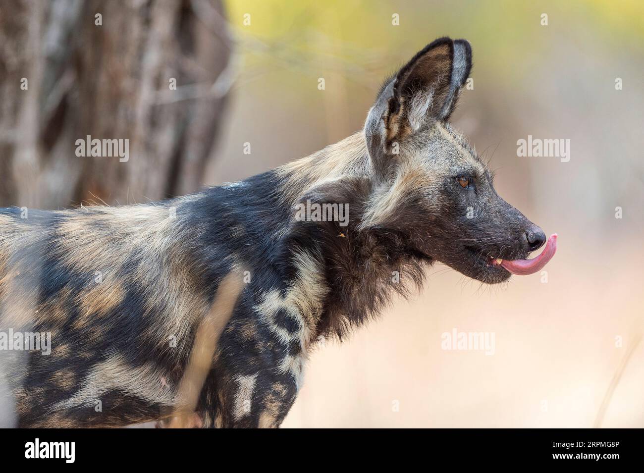 African painted dogs, Lycaon pictus, seen in Zimbabwe's Mana Pools ...