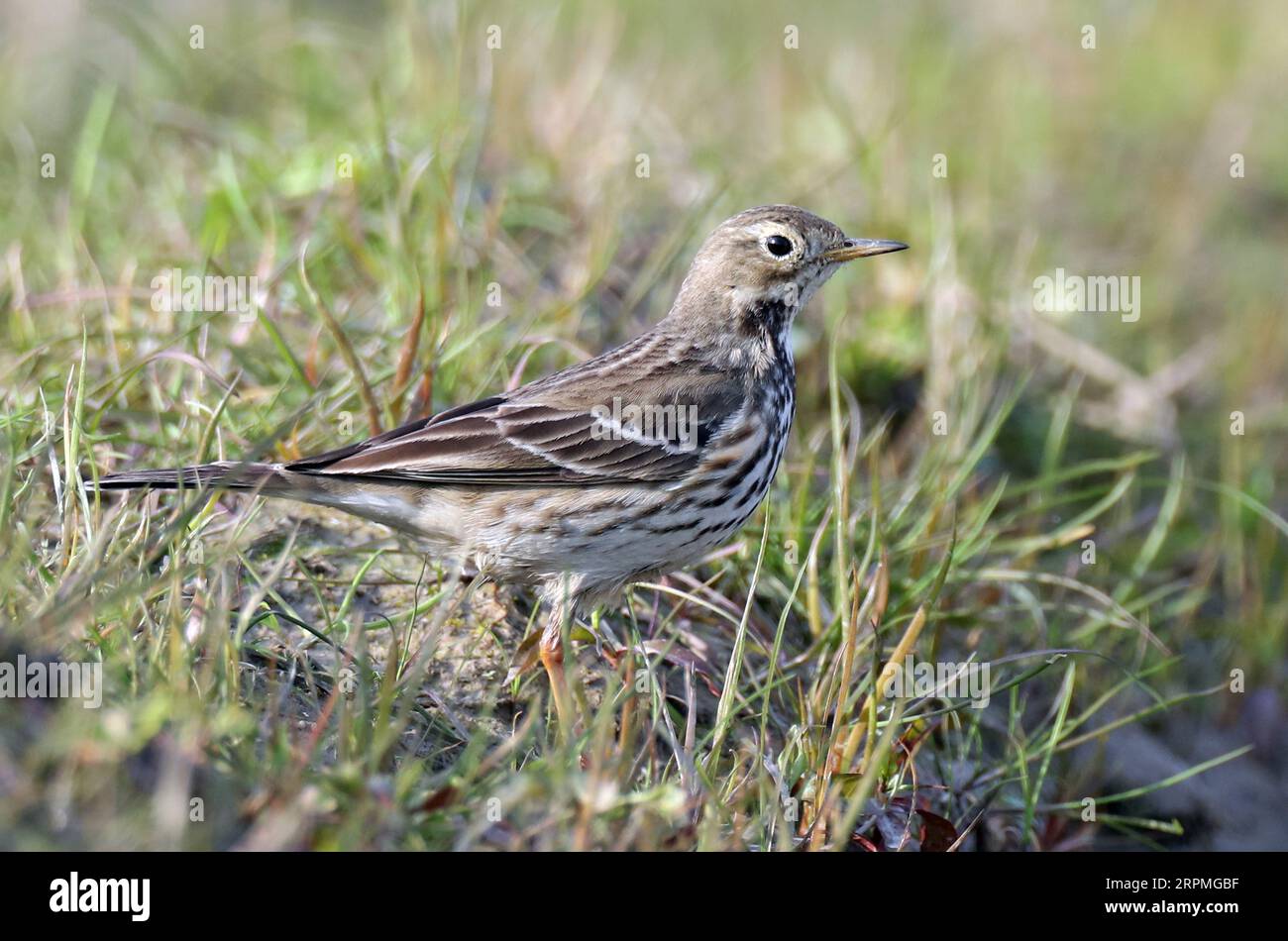 Asian Buff-bellied Pipit, Siberian Buff-bellied Pipit (Anthus rubescens ...