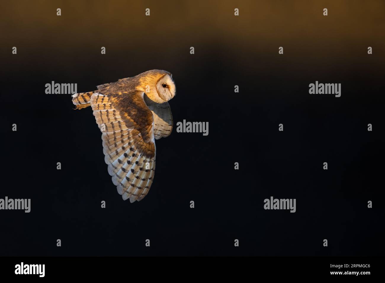 Barn owl (Tyto alba), in flight in the night, side view, Italy, Emilia ...