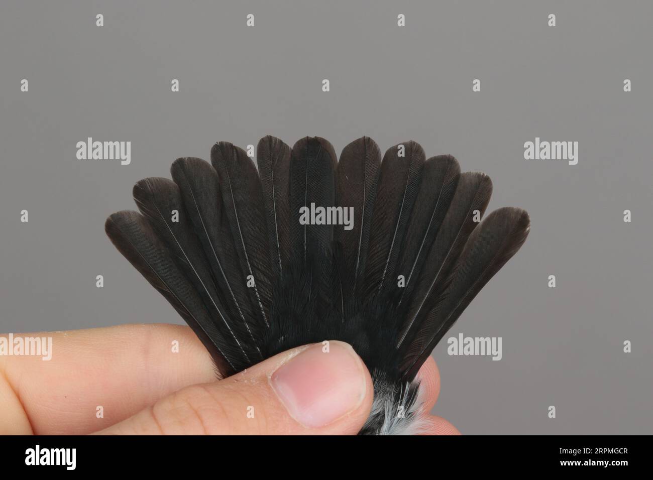 Hand tail hi-res stock photography and images - Alamy