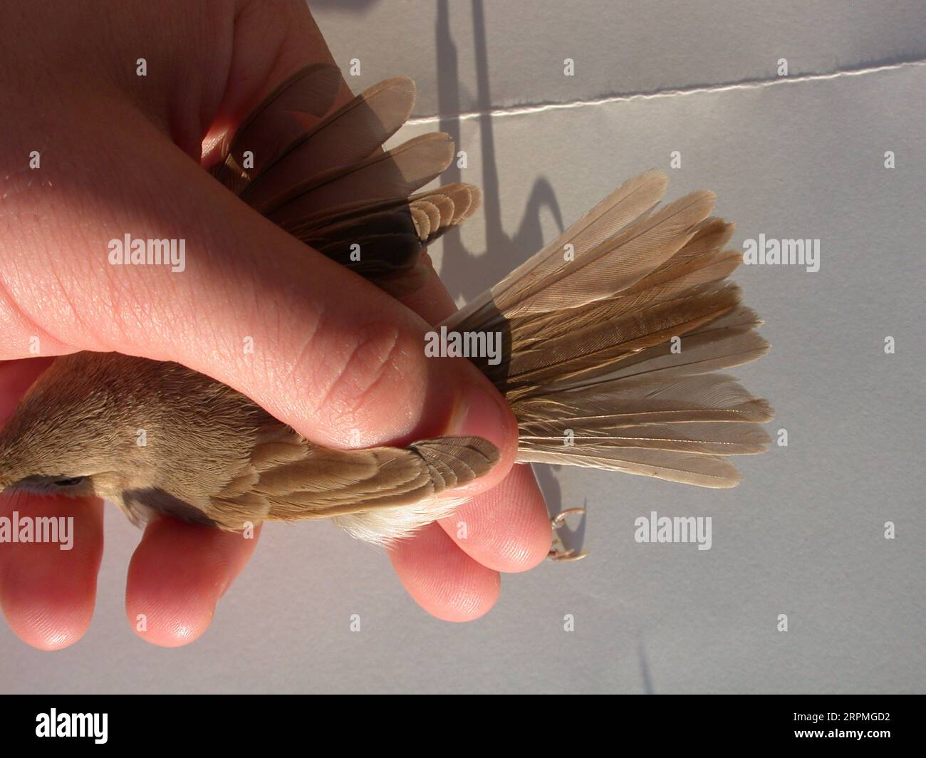 Syke's Warbler (Iduna rama, Hippolais rama), caught bird in the hand ...