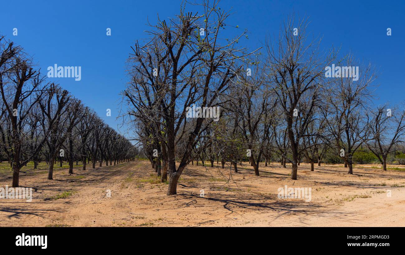 Brazil nut tree hi-res stock photography and images - Alamy